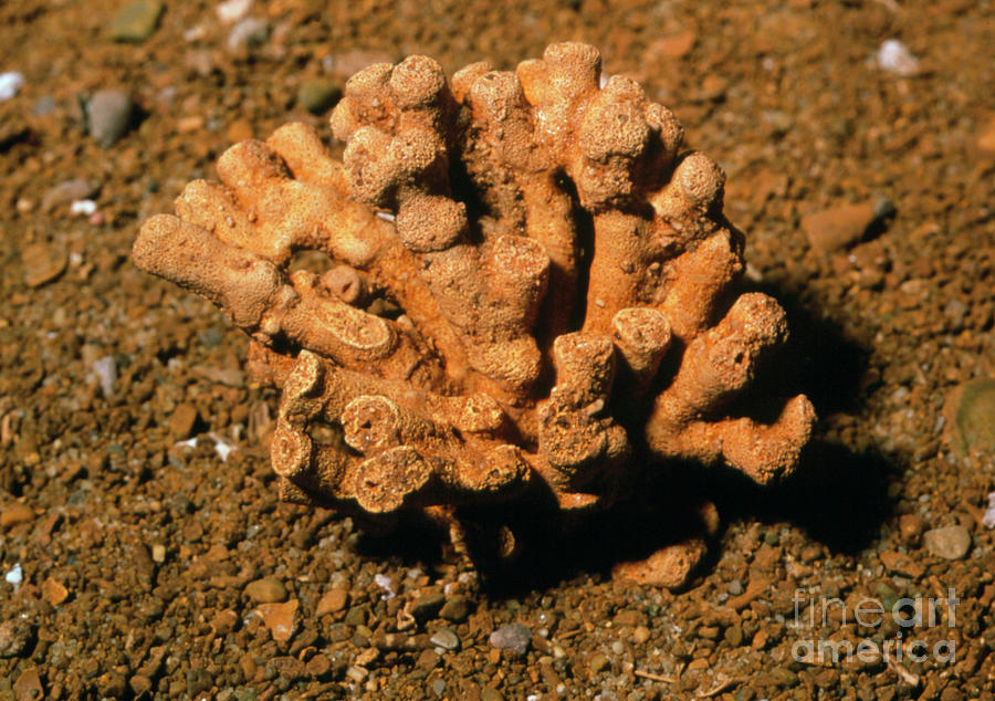 Fossil Sponge Photograph by Martin Land/science Photo Library - Pixels