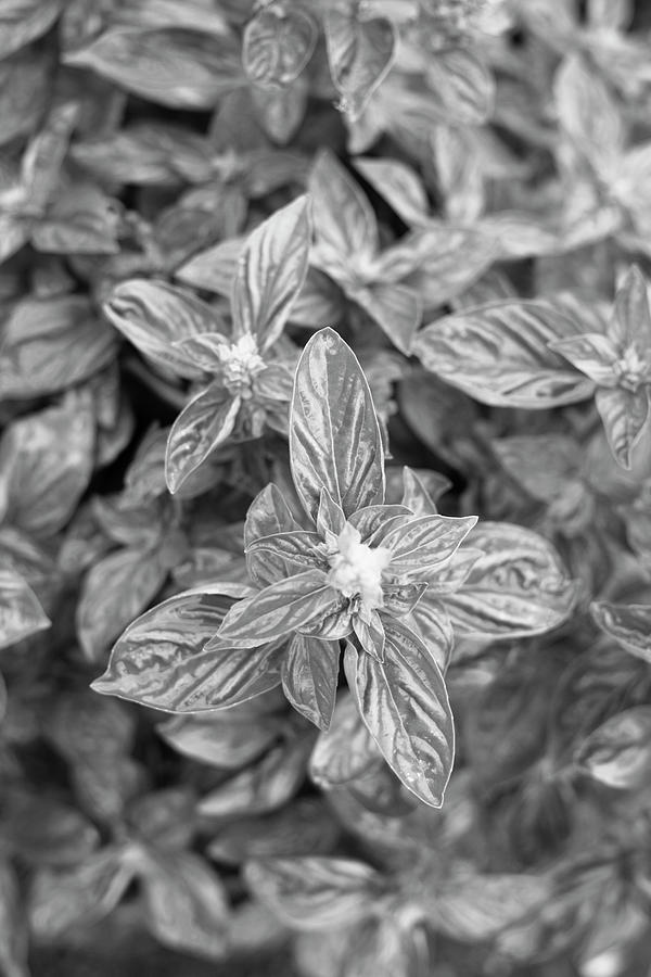 Fresh Basil Photograph by Eising Studio - Fine Art America