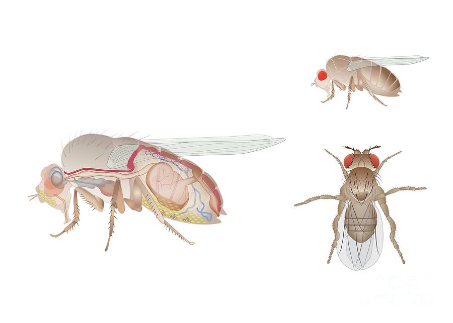 Fruit Fly Anatomy Photograph By Joe Brock Research Illustration Francis Crick Institute