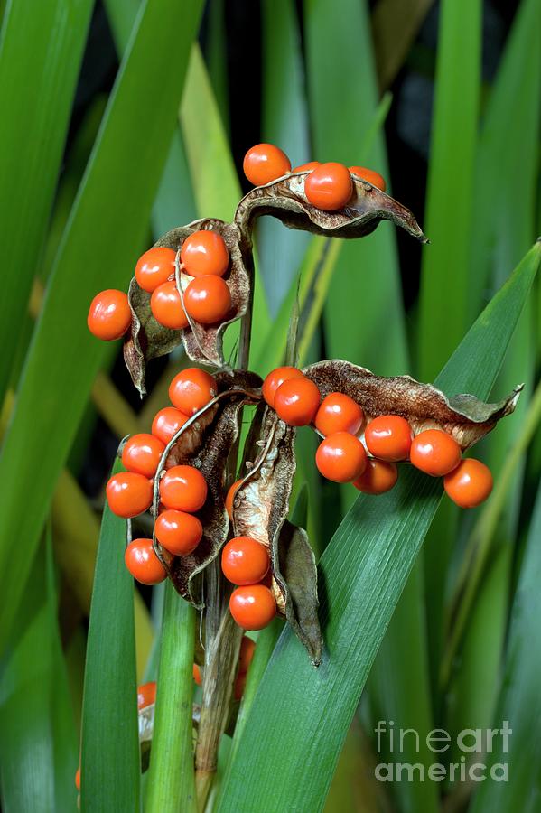 Fruits Of Iris Foetidissima by Science Photo Library