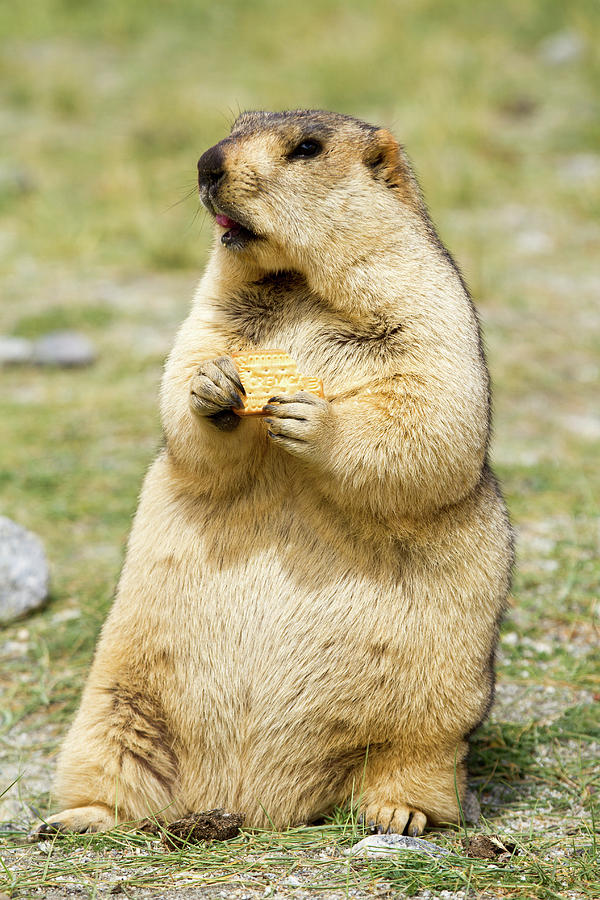Funny marmot with bisquit on the meadow Photograph by Oleg Ivanov - Pixels
