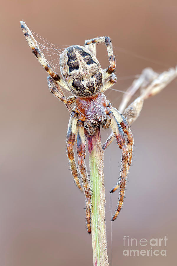 Furrow Spider Photograph By Ozgur Kerem Bulurscience Photo Library Fine Art America