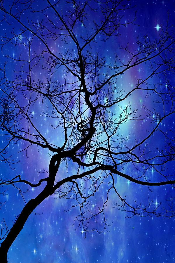 Galactic Tree Photograph by Grace Joy Carpenter - Fine Art America