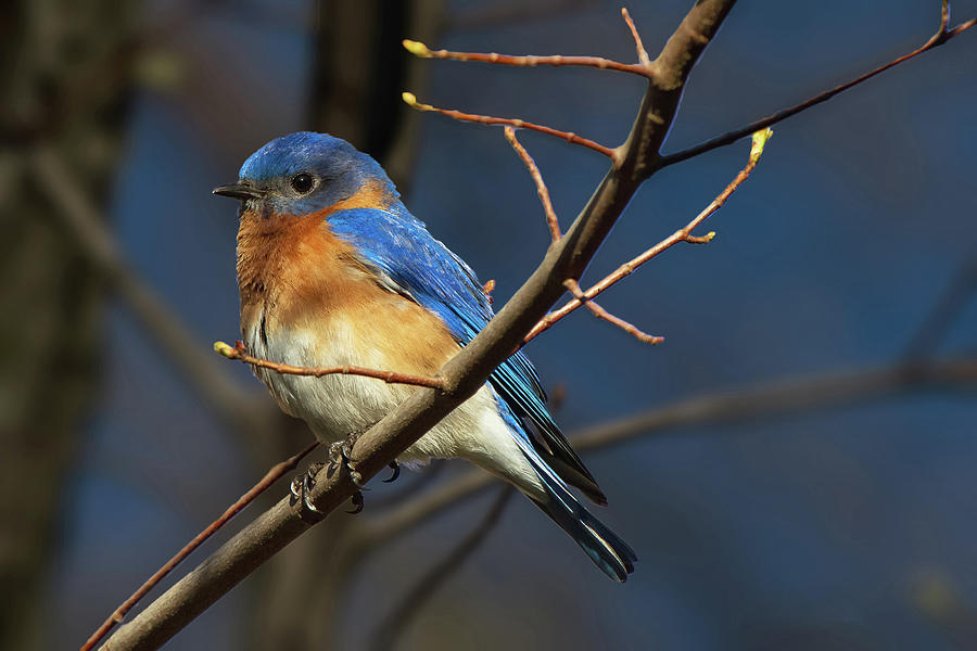 Gary Photograph by James Hardison - Fine Art America