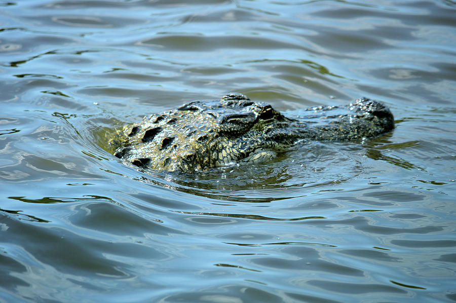Gator Photograph by Debra Kewley - Fine Art America