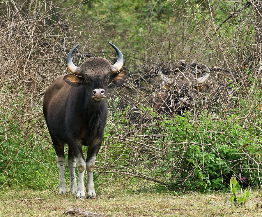 Gaur By A Thicket Photograph by K Jayaram/science Photo Library - Fine ...