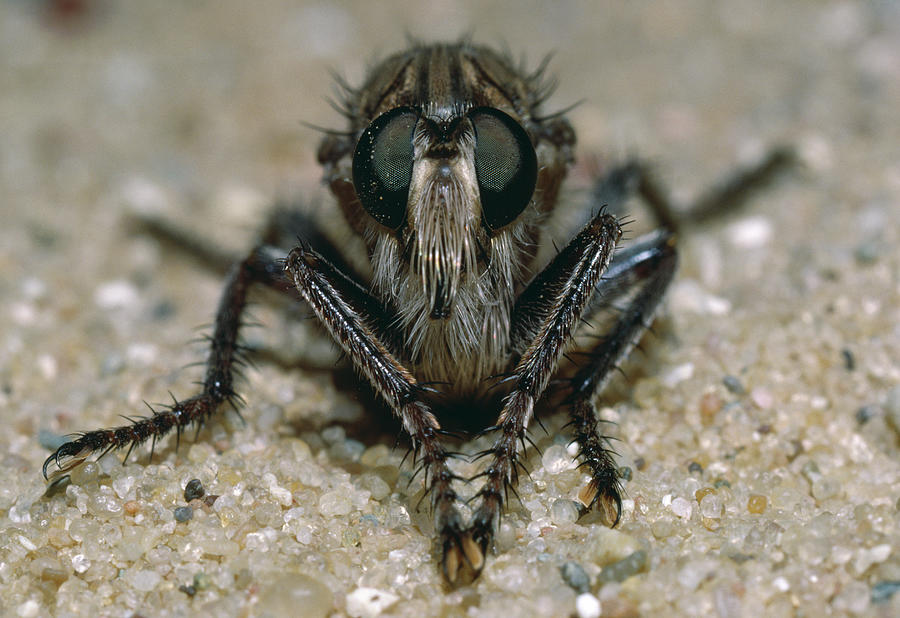 Giant Robber Fly Promachus Fitchii Photograph by Nhpa - Fine Art America