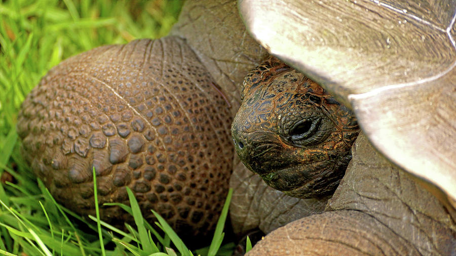 Giant Turtle- GI Photograph by Christopher Behrend | Pixels