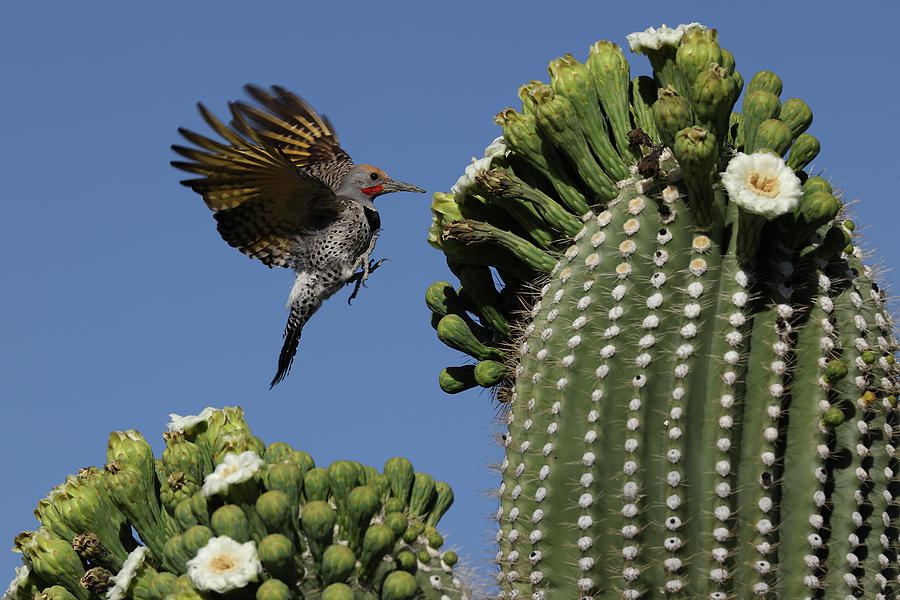 Gilded Flicker Flying To Feed, Sonoran Desert, Arizona Photograph by ...