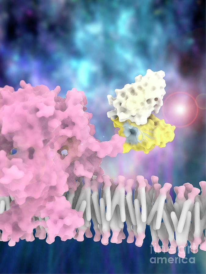 Glutamate Transporter Nanobody Therapy Photograph by Ramon Andrade 3dciencia/science Photo ...