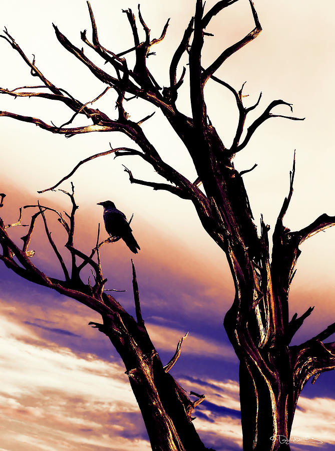 Gnarled Tree Trunk And Branches With Black Raven Photograph by Dan ...
