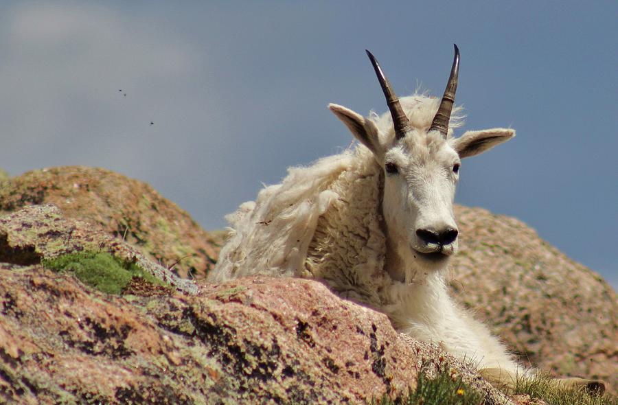 G.o.a.t. Photograph by Larry Kniskern | Pixels