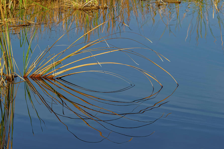 Golden Reeds Reflecting On Still Water Photograph by Adam Jones - Fine ...