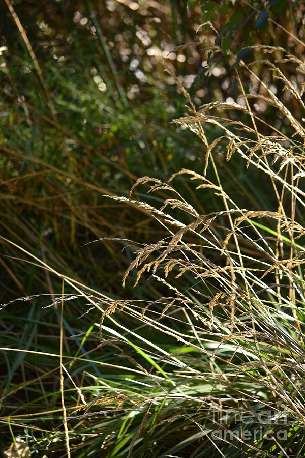 Golden Sweet Grass in Sunshine Photograph by Brenda Landdeck - Pixels