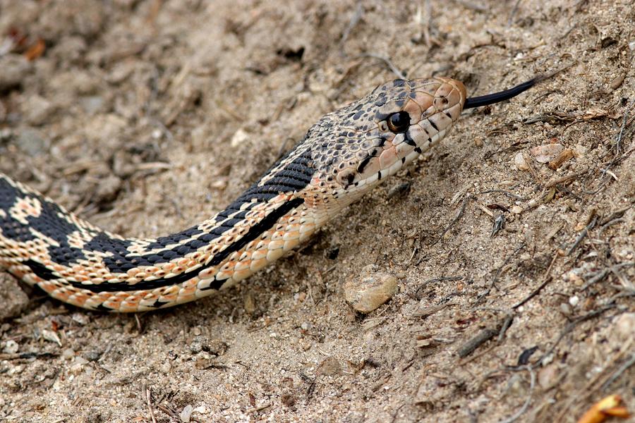 Gopher Snake Photograph by Joseph Siebert - Pixels