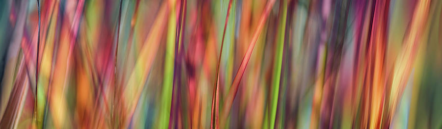 Grass Spectrography Photograph by Cora Niele - Fine Art America