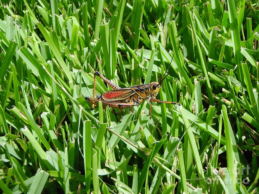 Grasshopper In The Grass Photograph By Peaks To Beaches Co Fine Art America