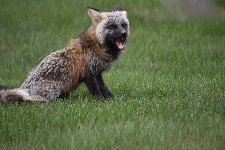 Gray Fox Waiting Photograph by Hella Buchheim - Fine Art America