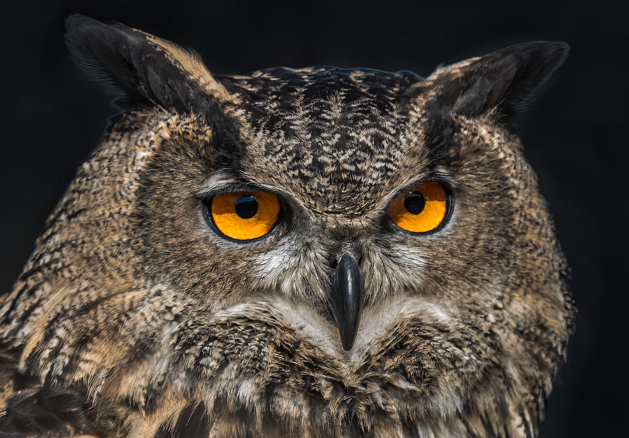 Great Horned Owl#2 Photograph by Xiaobing Tian - Fine Art America