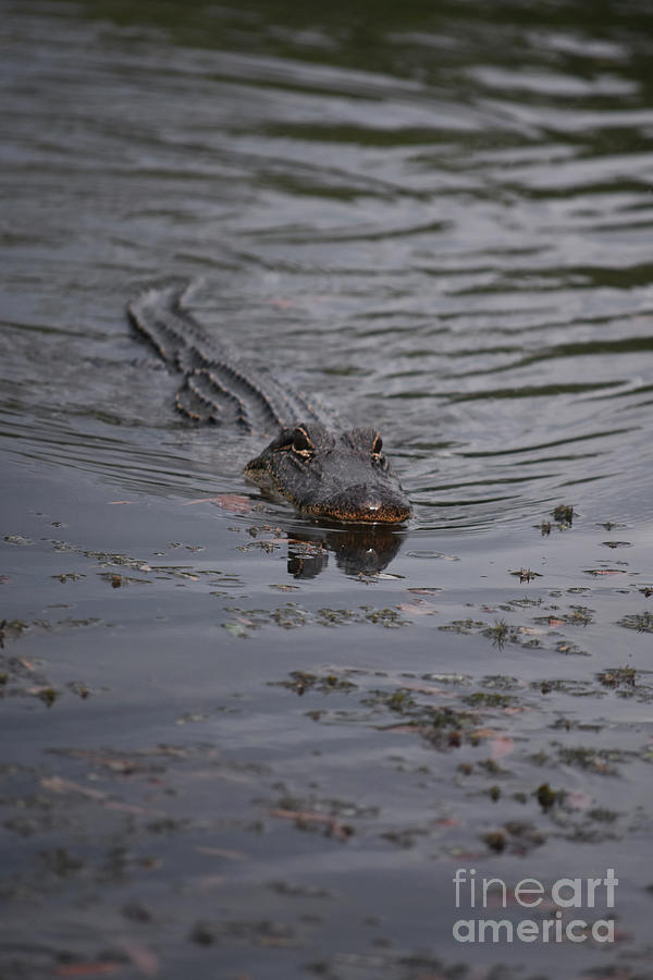 Great Look Into The Swimming Face of an Alligator Photograph by DejaVu ...