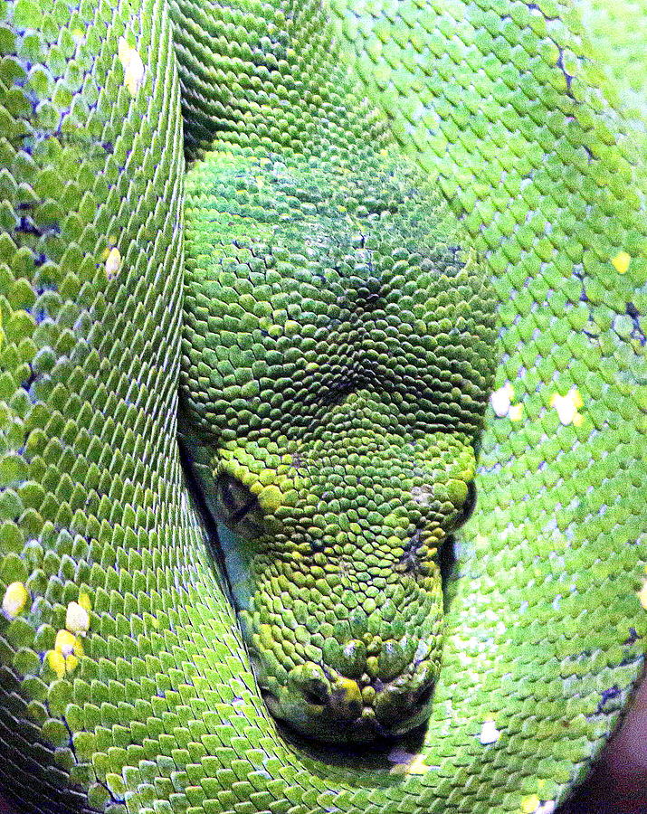 Green Tree Python Photograph by Rob Wallace Images - Pixels