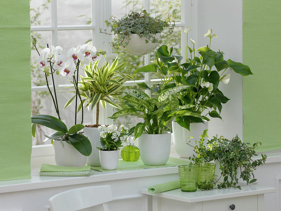 Green-white Window Design With Phalaenopsis malay Flower Photograph by ...