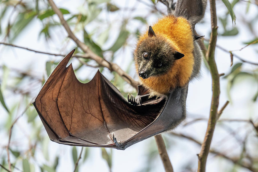 Grey Headed Flying Fox Bat Hanging From Branch Australia Photograph By Doug Gimesy Naturepl