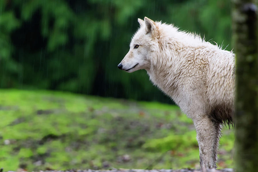 Grey Wolf, Seattle, Washington, Usa Digital Art by Geoff Oddie - Fine ...