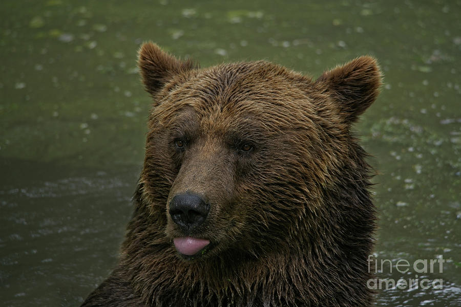 Grizzly Blows A Raspberry Photograph by Rawshutterbug | Pixels
