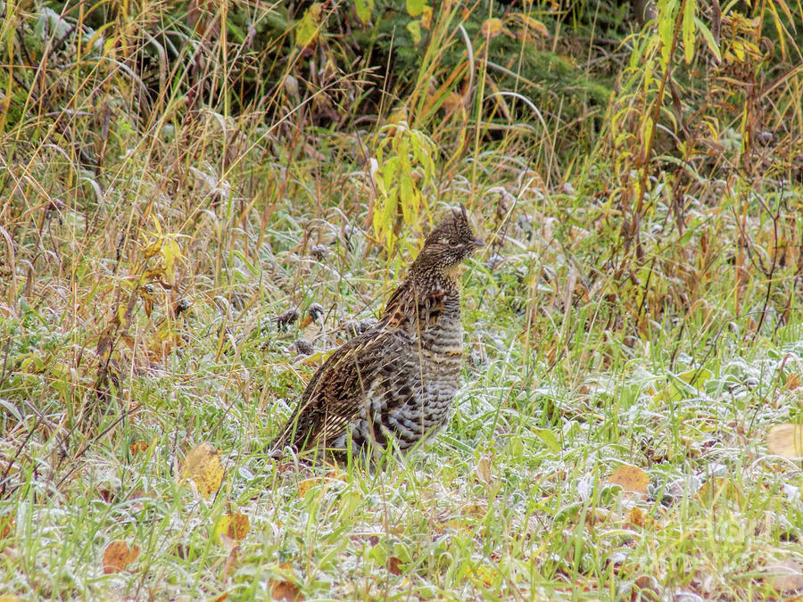Gruff Ruff Photograph by William Tasker - Fine Art America