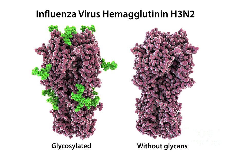 Haemagglutinin From H3n2 1968 Influenza Virus Photograph by Kateryna Kon/science Photo Library ...
