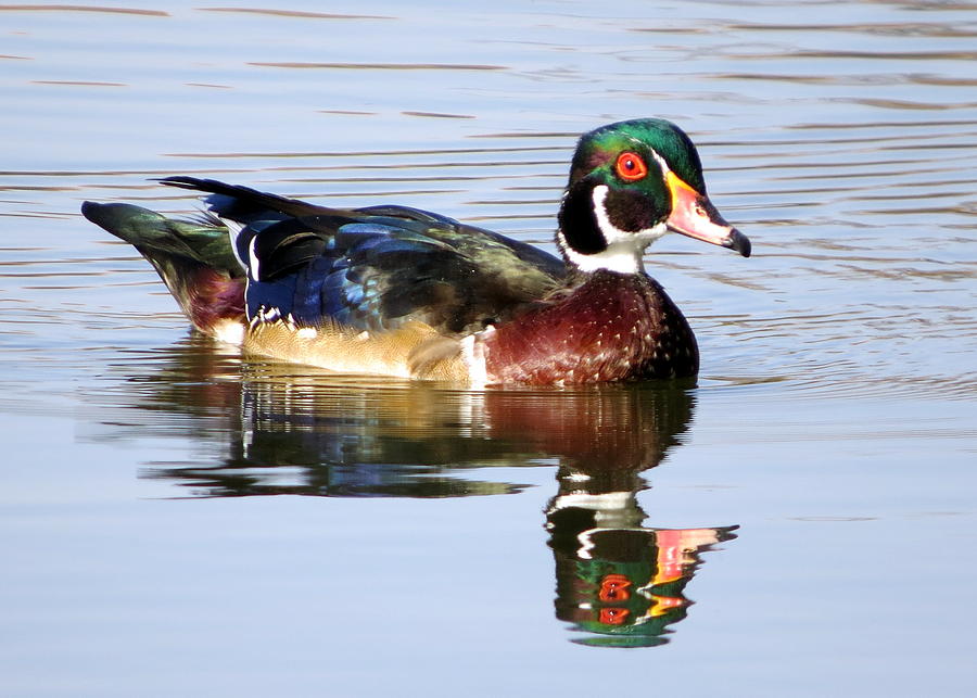 Handsome Male Wood Duck Photograph by Linda Vanoudenhaegen - Fine Art ... Handsome Male Wood Duck Photograph by Linda Vanoudenhaegen - Fine Art ...