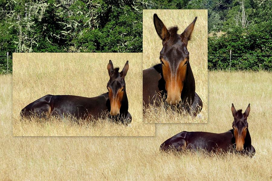 Handsome Mule Photograph by Linda Vanoudenhaegen - Fine Art America Handsome Mule Photograph by Linda Vanoudenhaegen - Fine Art America