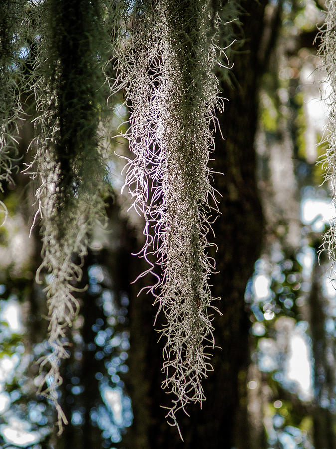 Hanging Moss.... Photograph by David Choate - Pixels