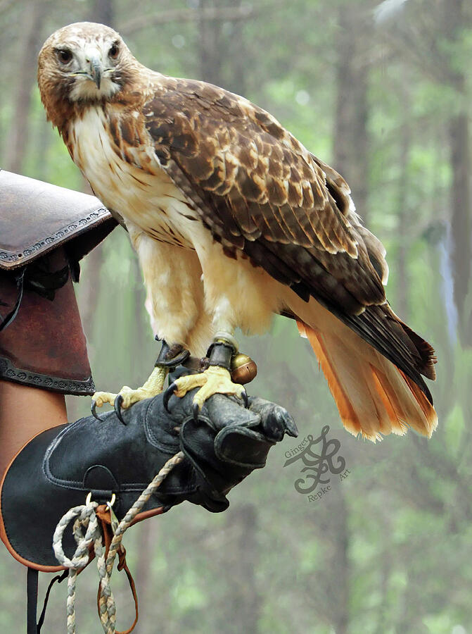 Hawk Handler Photograph by Ginger Repke - Fine Art America