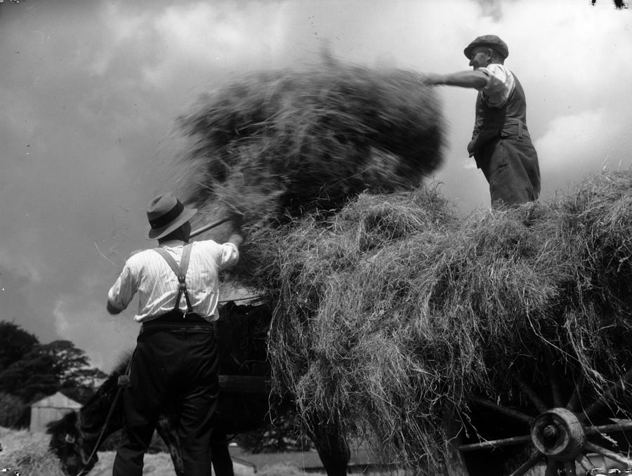 Haymaking by Chaloner Woods