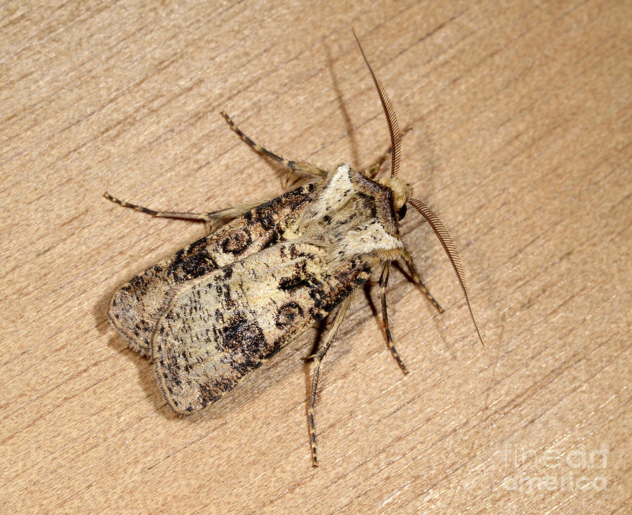 Heart And Club Moth Photograph by Nigel Downer/science Photo Library ...