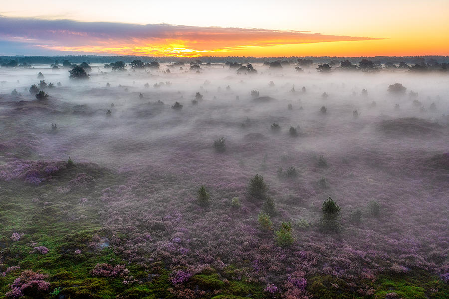 Heathland On A Misty Morning Photograph by Piet Haaksma - Fine Art America