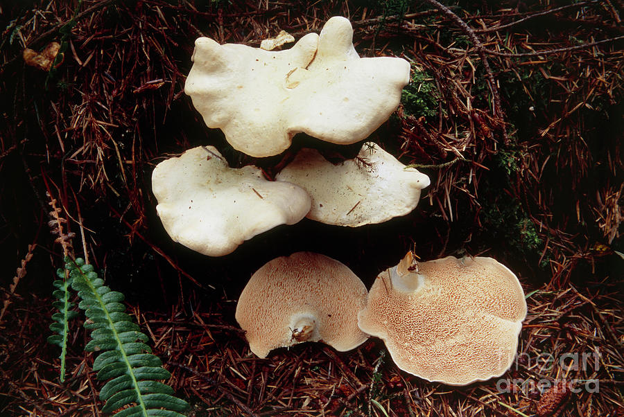 Hedgehog Mushrooms by Science Photo Library