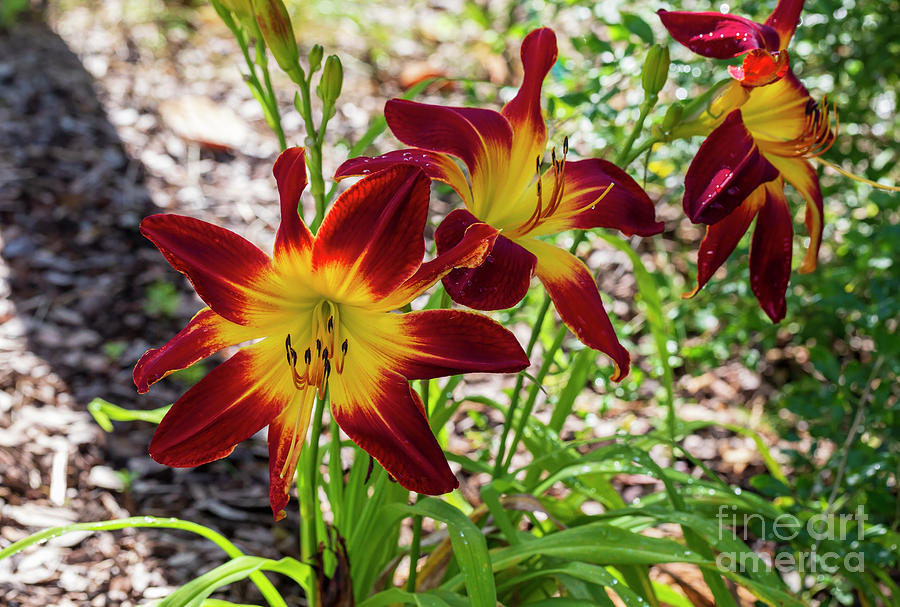 Hemerocalis Ruby Spider Photograph by Louise Heusinkveld - Fine Art America