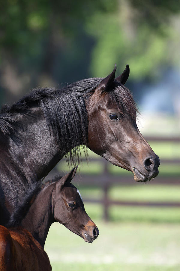 Hennessy Arabians 001 Photograph by Bob Langrish - Fine Art America