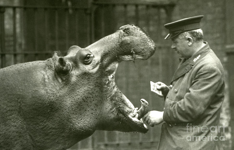 Hippopotamus 'bobbie' With Keeper Ernie Bowman, London Zoo,1927 Photograph by Frederick William ...