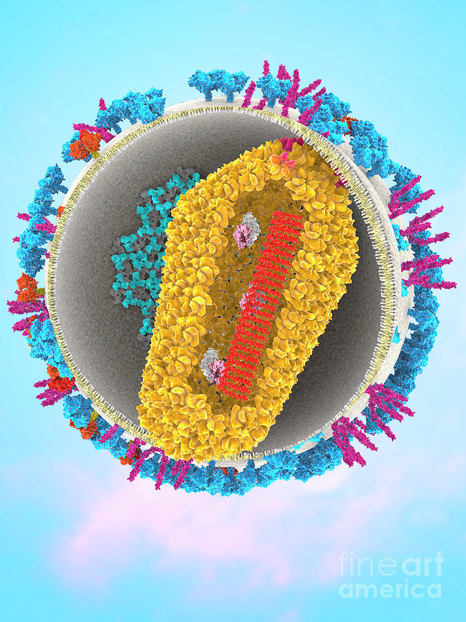 Hiv Particle Photograph by Ramon Andrade 3dciencia/science Photo Library | Pixels