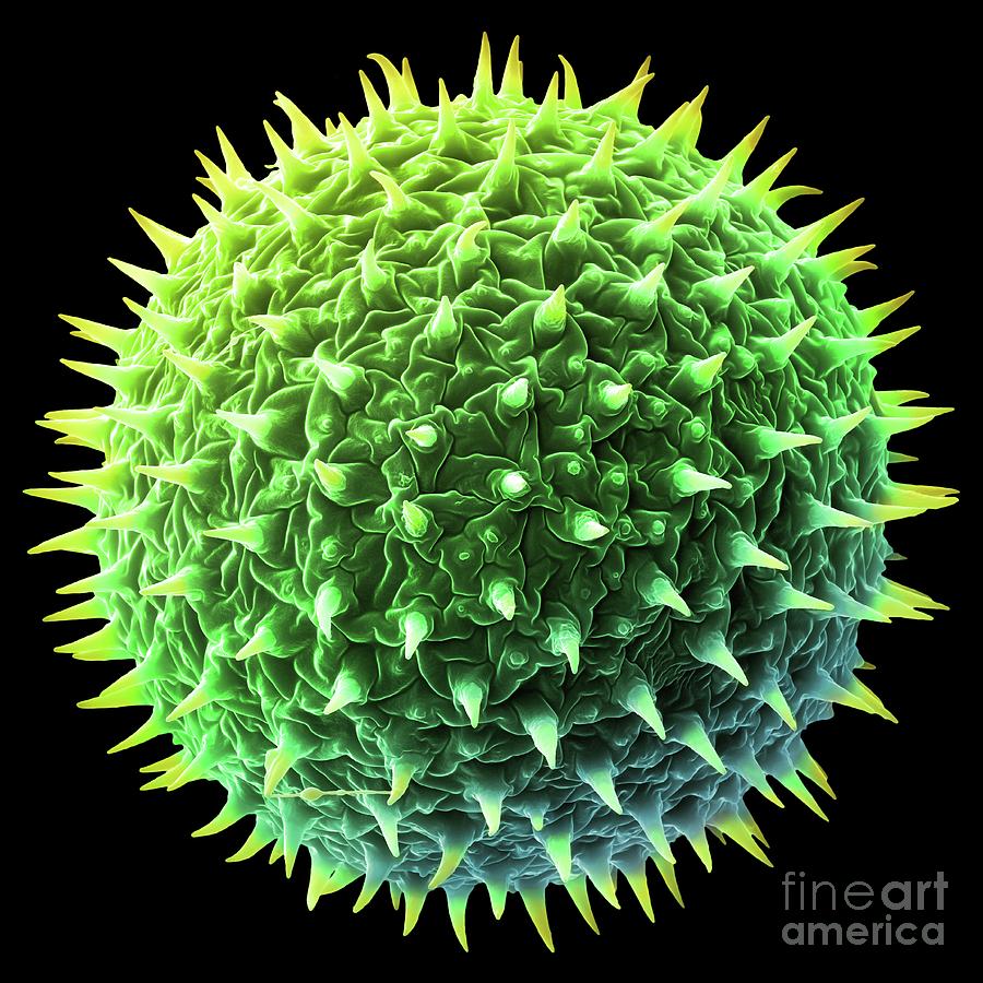Hollyhock Pollen Photograph by Linnea Rundgren/linear Imaging/science ...