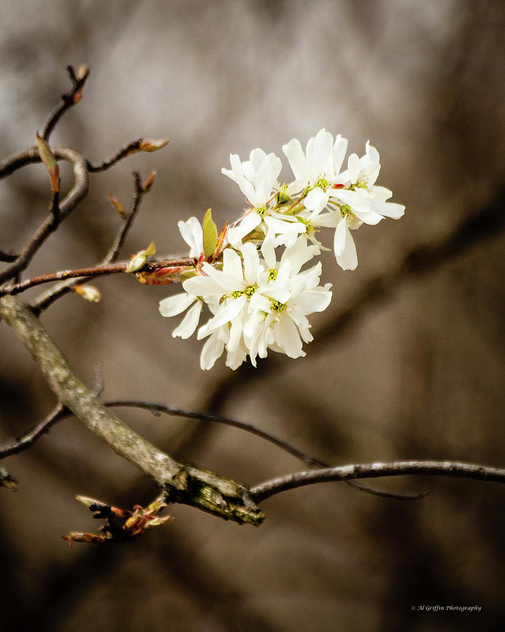 Hope Springs Eternal Photograph By Al Griffin Fine Art America