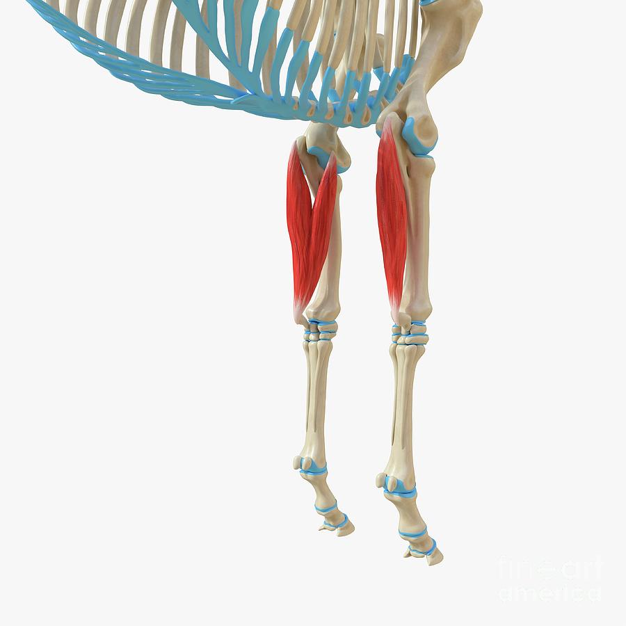 Horse Flexor Carpi Ulnaris Muscle Photograph by Sebastian Kaulitzki ...