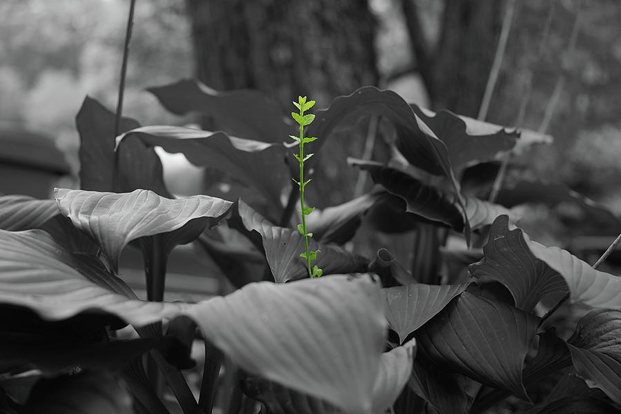 Hosta Stem Photograph by Robert Phoenix - Fine Art America