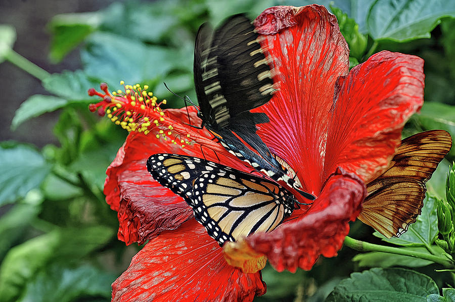 How Many Butterflies Are There? Photograph by Paul Coco - Pixels