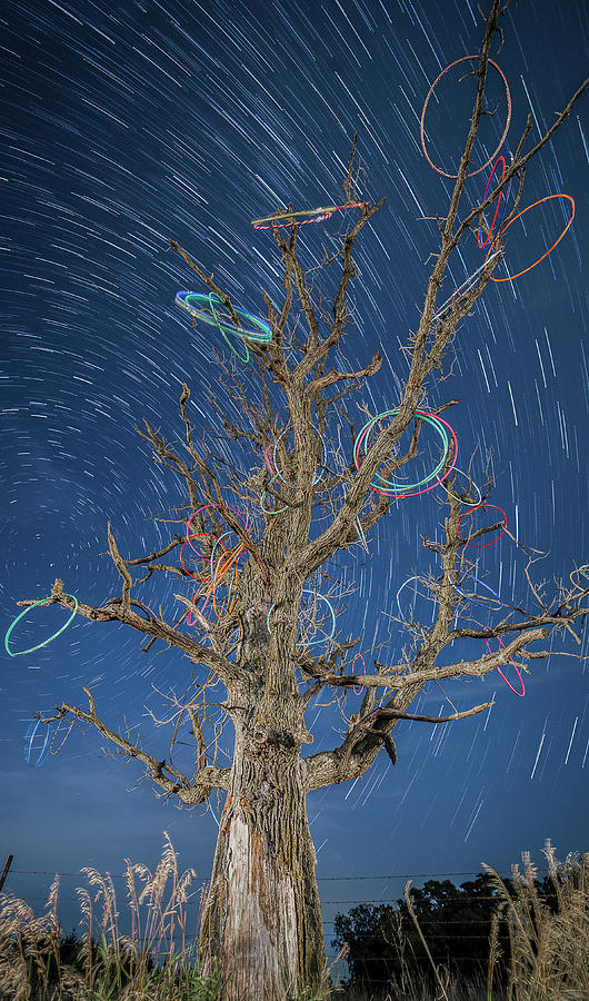 Hula Hoop Tree Photograph by Brian Abeling - Pixels