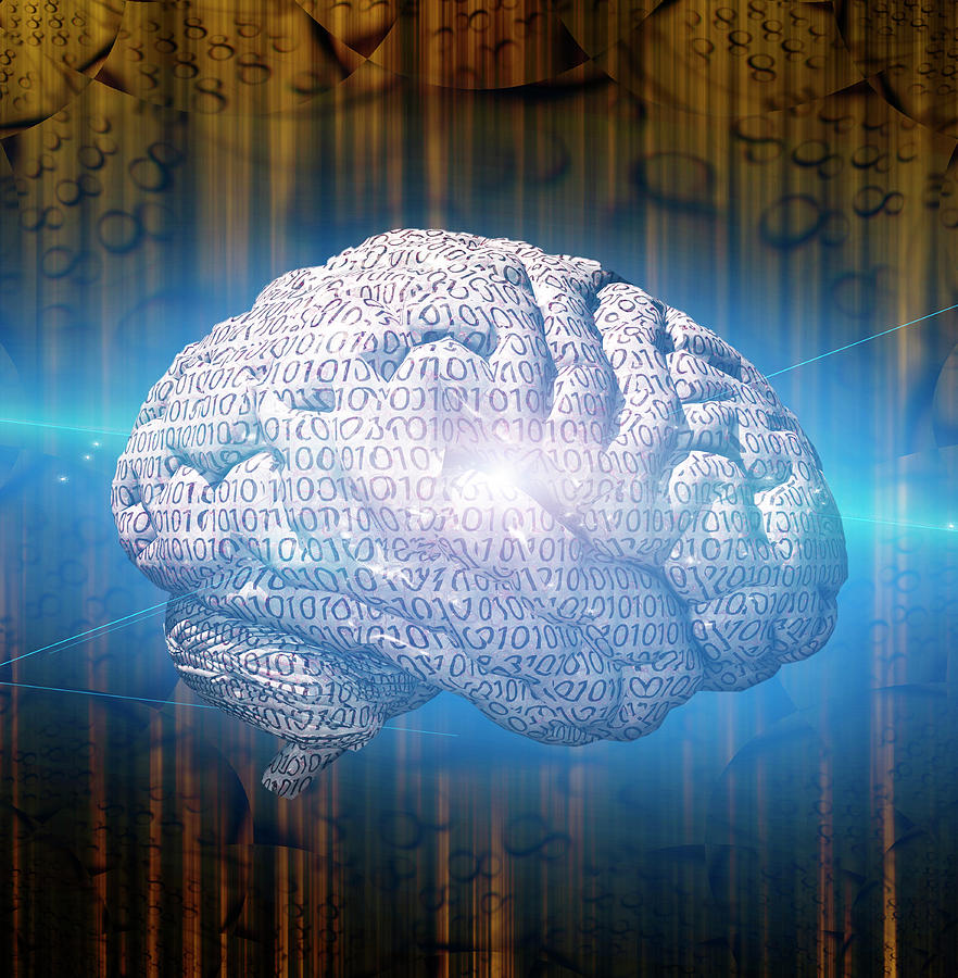 Human Brain With Binary Code Photograph by Bruce Rolff | Fine Art America